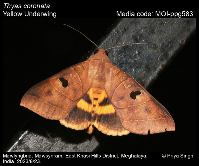 Thyas coronata | Moths